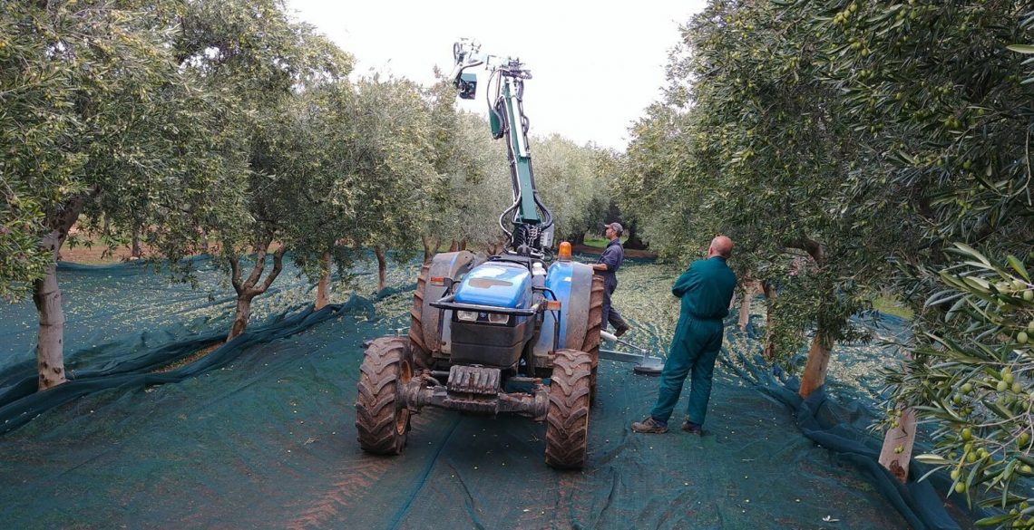 Olive harvesting machines with polyconic vase – CRF COSTRUZIONI