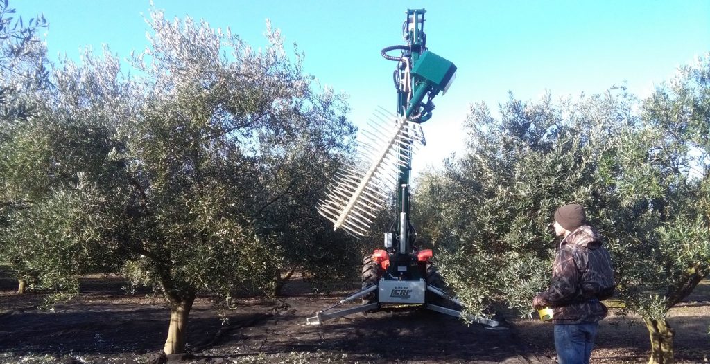 OLIVE ONE – CRF COSTRUZIONI